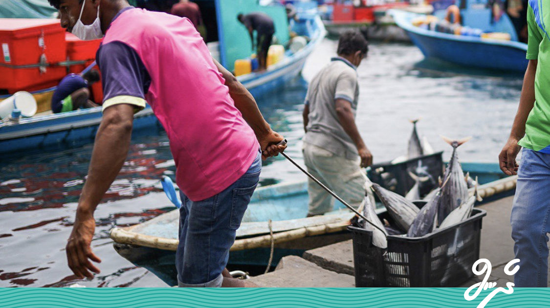 މަސްވެރިންނަށް ނުދެވި ހުރި 32 މިލިއަން އަންނަ ހަފުތާގައި ދެވޭނެ: މިފްކޯ – Dhen.mv