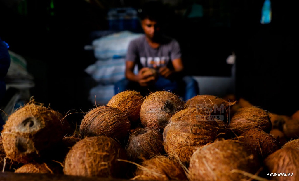 އެސްޓީއޯއިން ކާށި ކިލޯއެއް 20 ރުފިޔާއަށް – Dhen.mv