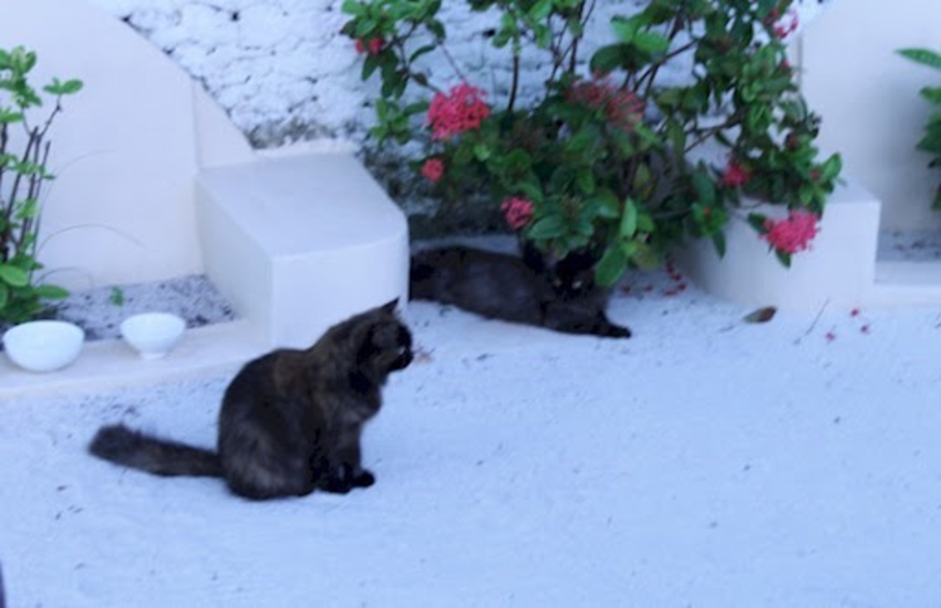 ޖަނަވާރަކަށް އަނިޔާކޮށްފިނަމަ 5000 ރުފިޔާއިން ޖޫރިމަނާ ކުރެވޭ ގޮތަށް ...